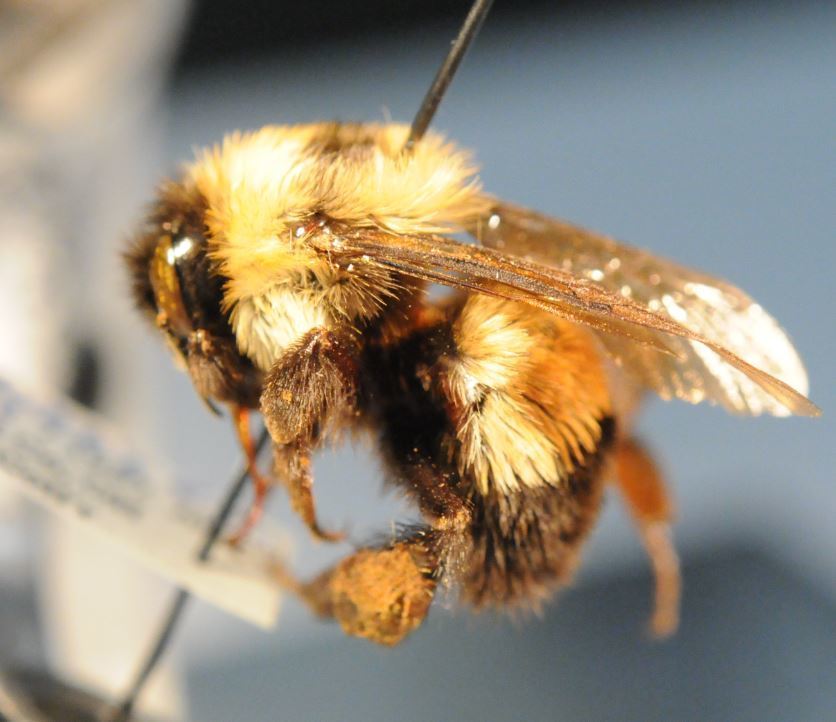 Rusty-patched Bumble Bee in September 1997 by Randy Mitchell. Babb run ...