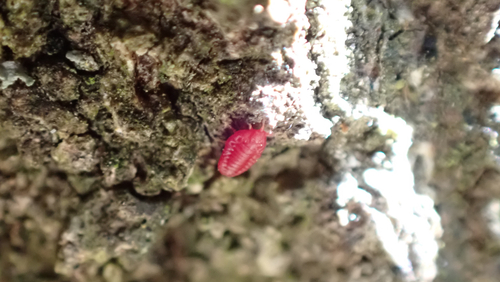 Oak Red Scale Insect (Kuwania raygilli) · iNaturalist