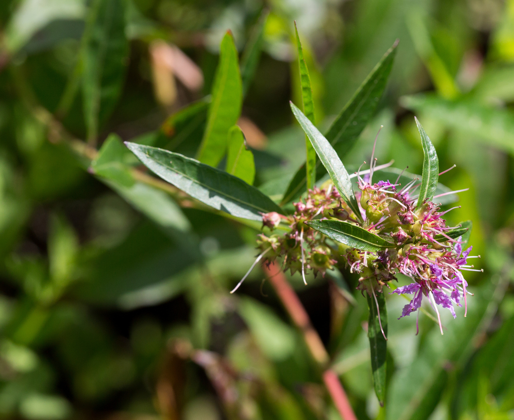 swamp loosestrife from Truro, MA, USA on August 22, 2019 at 12:23 PM by ...