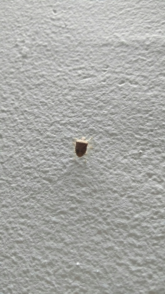 Carbula insocia in September 2016 by thebearseeker. Field Notes - A ...