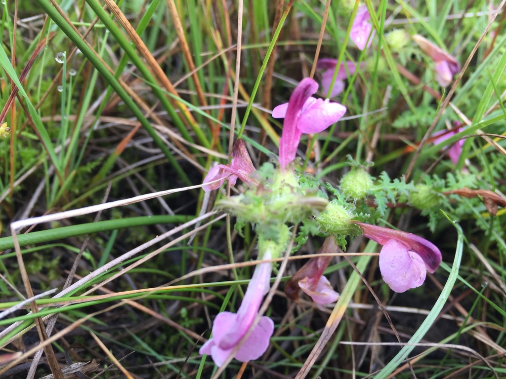 Common Lousewort from Vendsyssel-Thy, Brovst, Nordjylland, DK on August ...