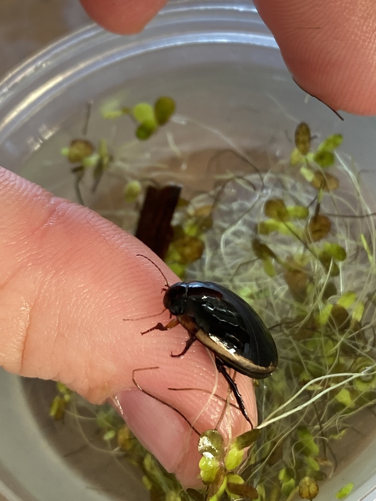 Hydaticus seminiger from Парк Александрия, Санкт-Петербург, Санкт ...