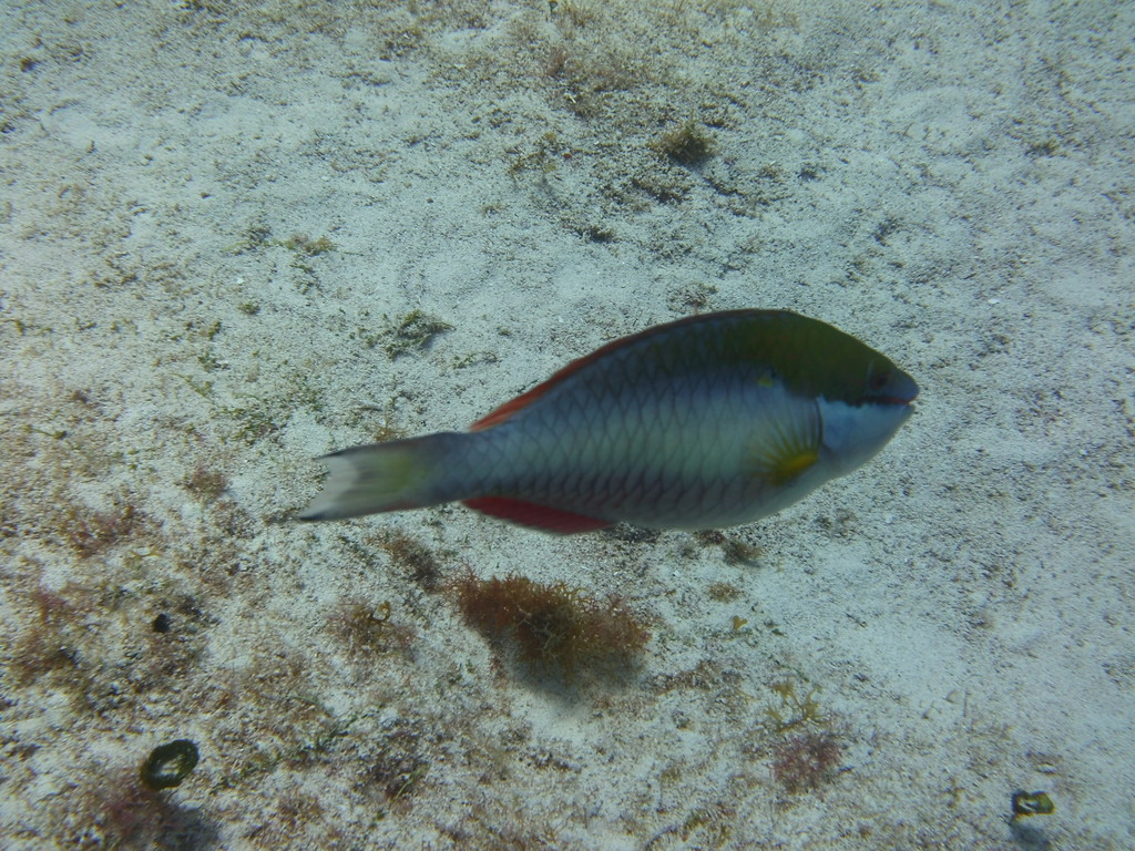 Redband Parrotfish in August 2019 by Christian Amador Da Silva ...