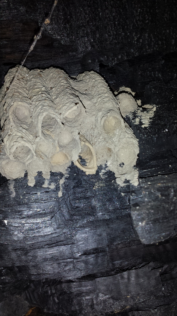 Organ-pipe Mud-dauber Wasp from Bunker Hill Forest Preserve on ...