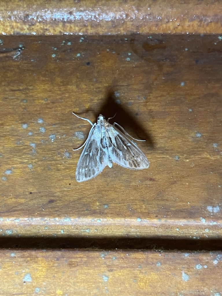 Butterflies and Moths from Santa Marta, Magdalena, Colombia on March 6 ...