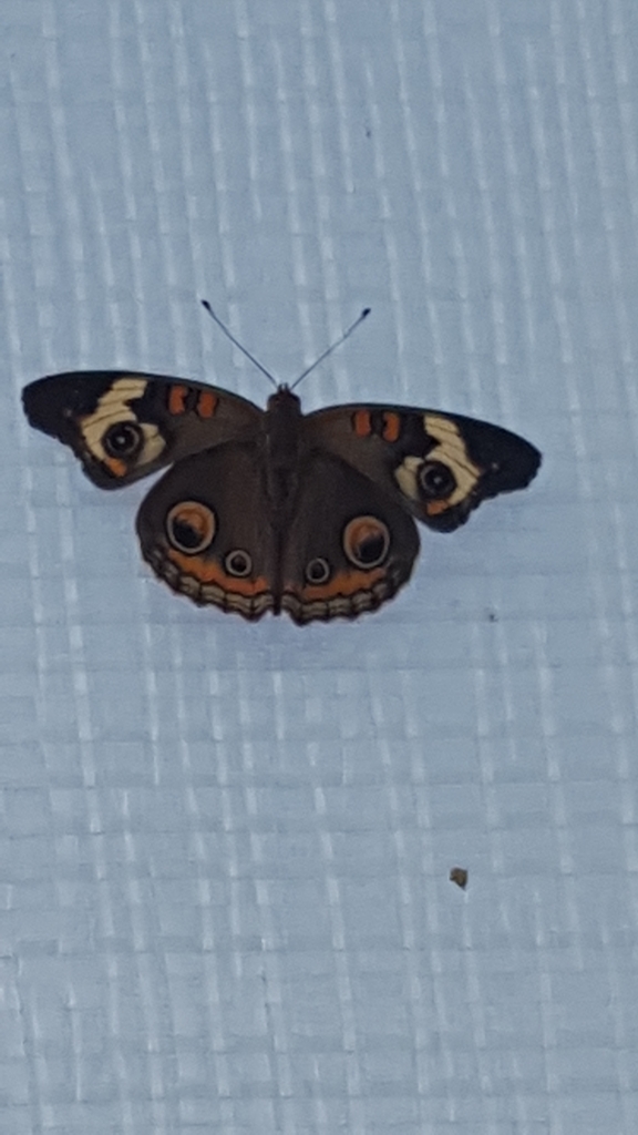Common Buckeye from Range Township, OH, USA on August 30, 2019 at 09:28 ...
