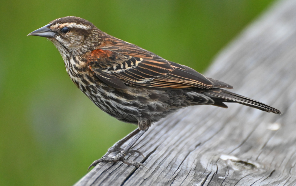 Red-winged Blackbird from Palm Beach County, FL, USA on April 29, 2025 ...