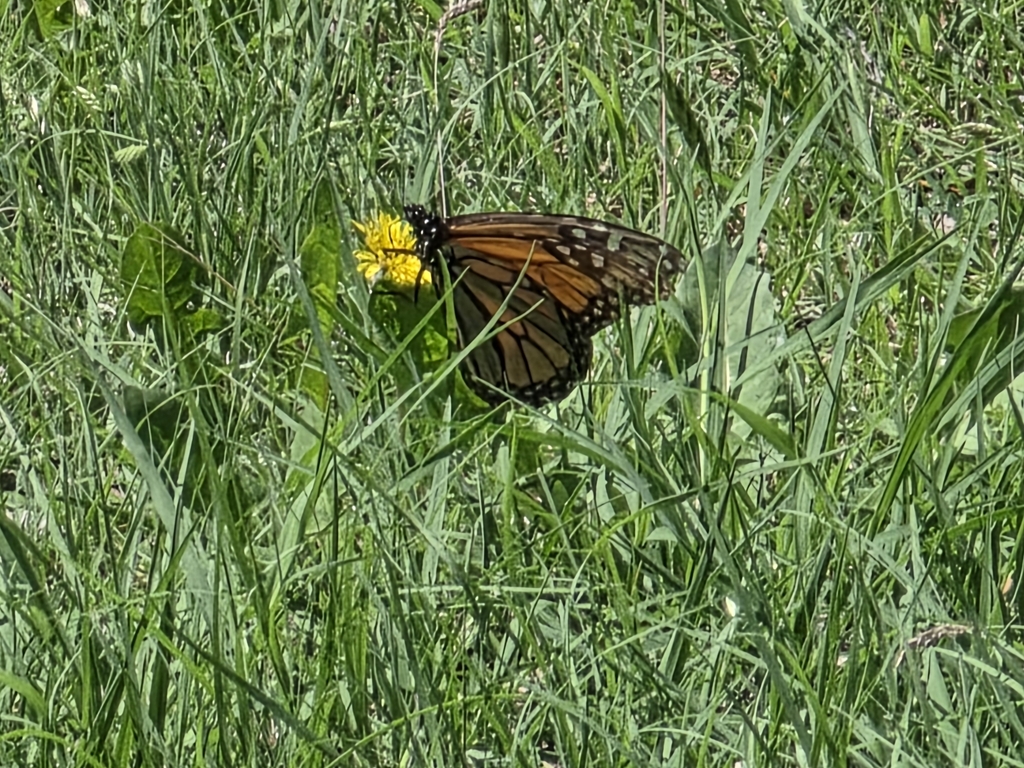 Monarch from Pawnee, OK 74058, USA on May 01, 2025 at 02:08 PM by Casey ...