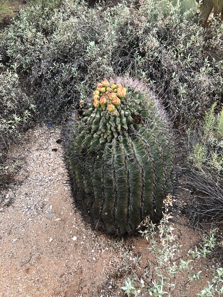 fishhook barrel cactus in August 2019 by smeyer41 · iNaturalist