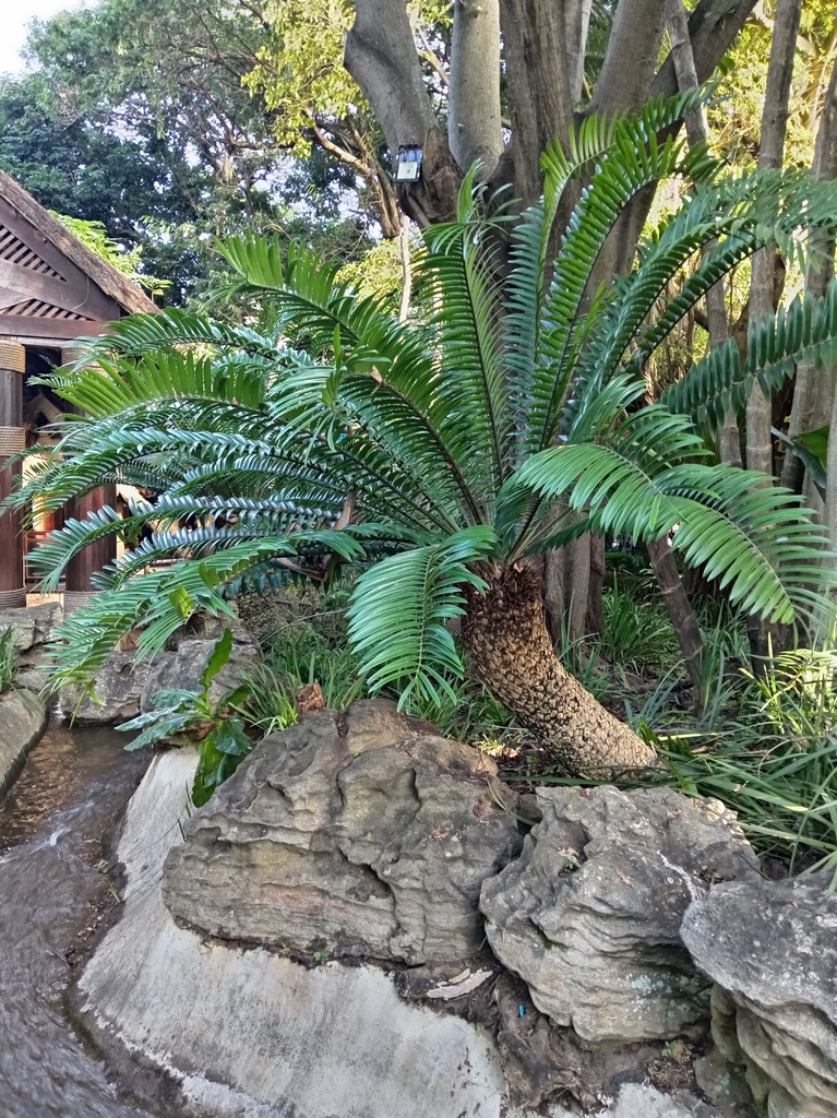 Natal Giant Cycad in April 2025 by Lindelani Gama Mbulawa · iNaturalist