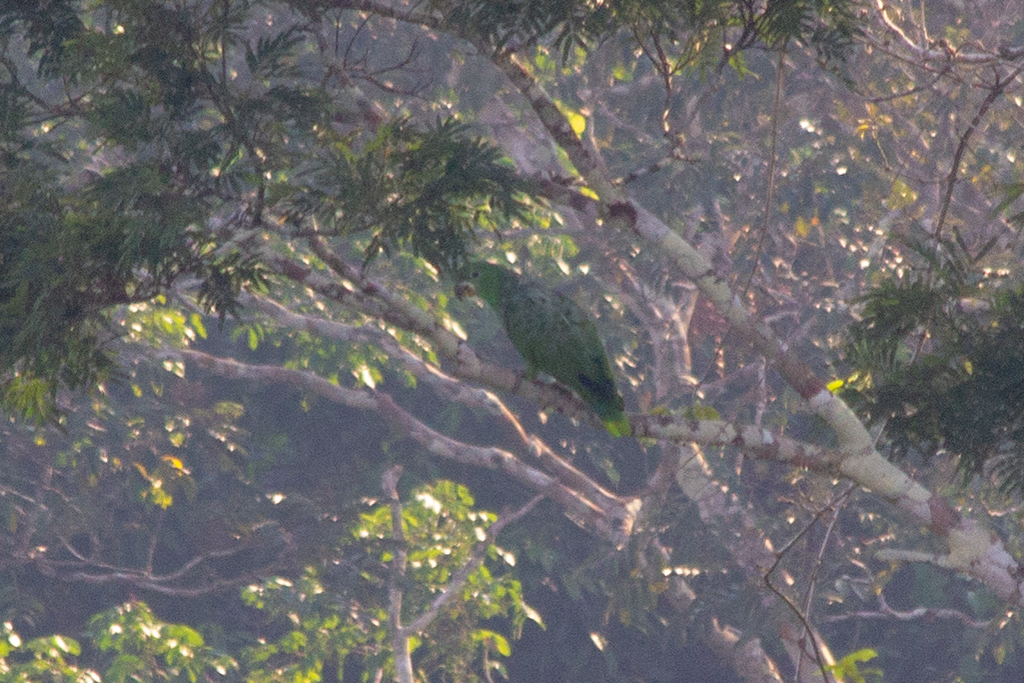 Kawall's Parrot (Amazona kawalli) - Avian Discovery