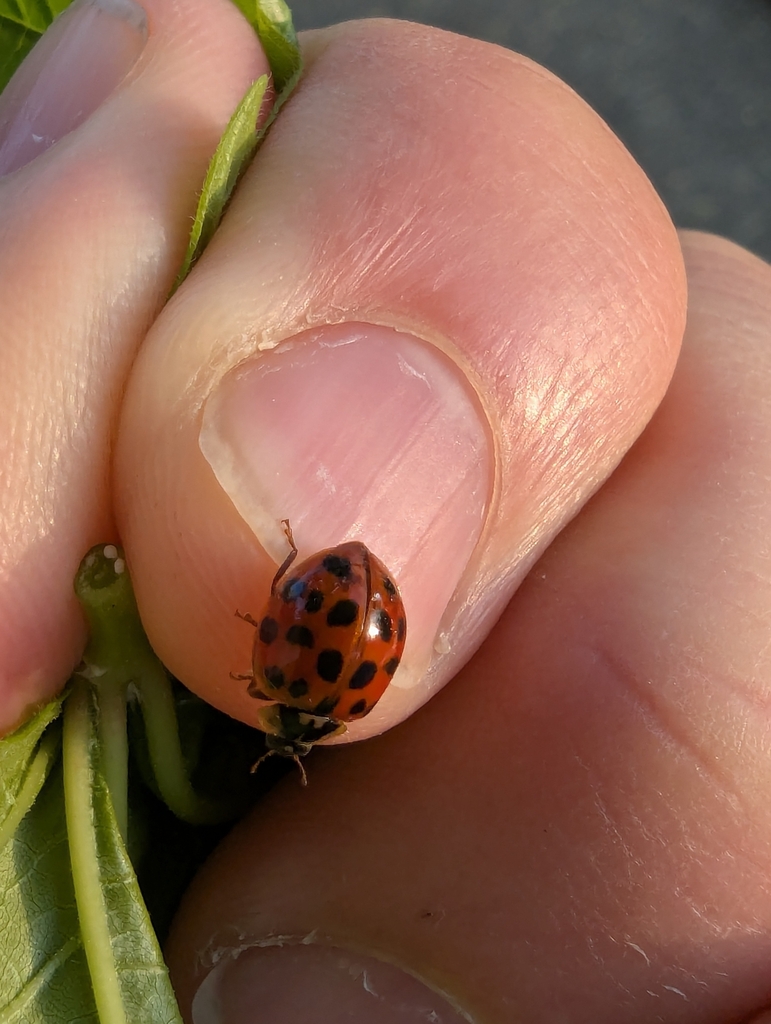 Asian Lady Beetle from Loyal Heights, Seattle, WA 98117, USA on May 01 ...