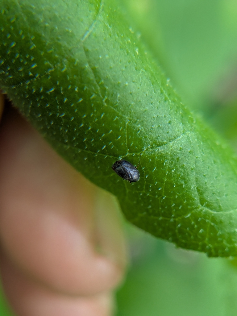 Plant Bugs from St. Louis, MO 63110, USA on May 1, 2025 at 12:53 PM by ...