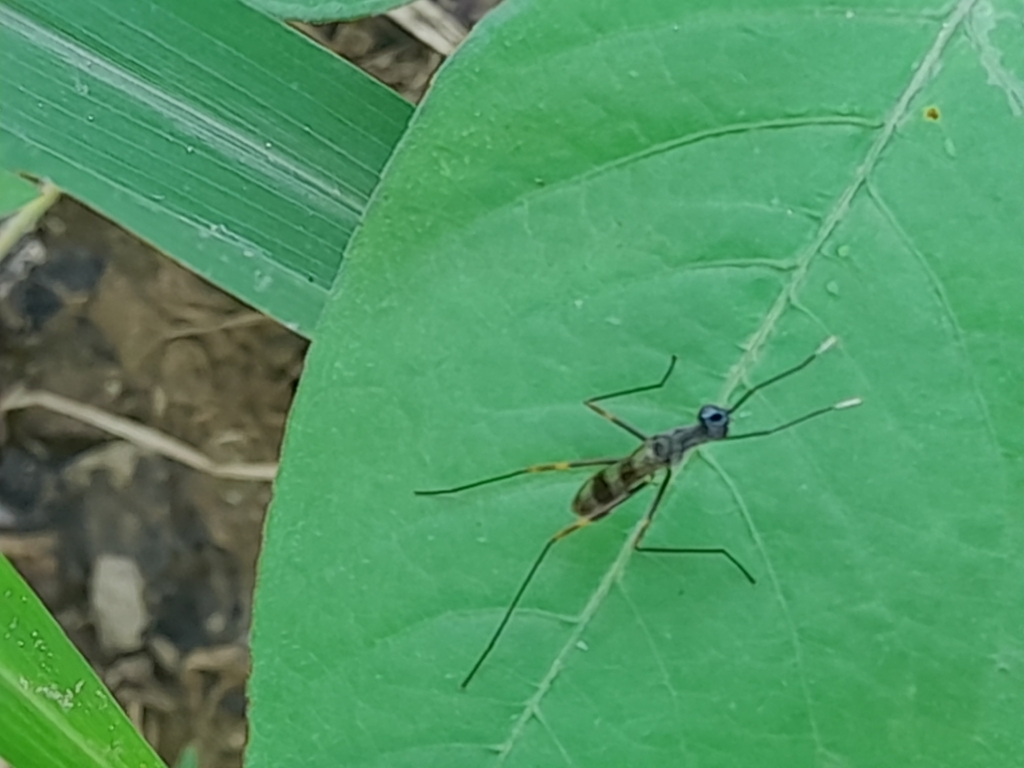 Stilt-legged Flies from CRCJ+FGX, Tagum, Davao del Norte, Philippines ...