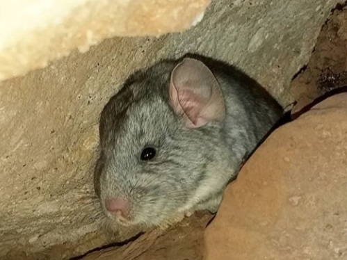 Ashy Chinchilla Rat in August 2019 by Michael Weymann · iNaturalist