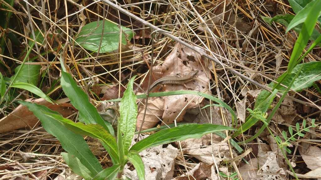 Japanese Grass Lizard from 1920-68 Tatsuma, Daito, Osaka 574-0012 ...