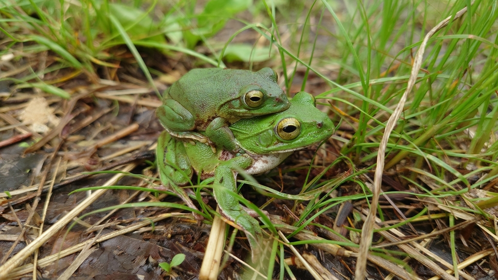Schlegel's Green Tree Frog from Japan, 〒574-0012 Osaka, Daito, Tatsuma ...