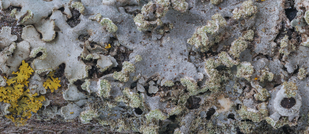 Powdery-margined Cryptic Shade Lichen from Südoststeiermark, Österreich ...