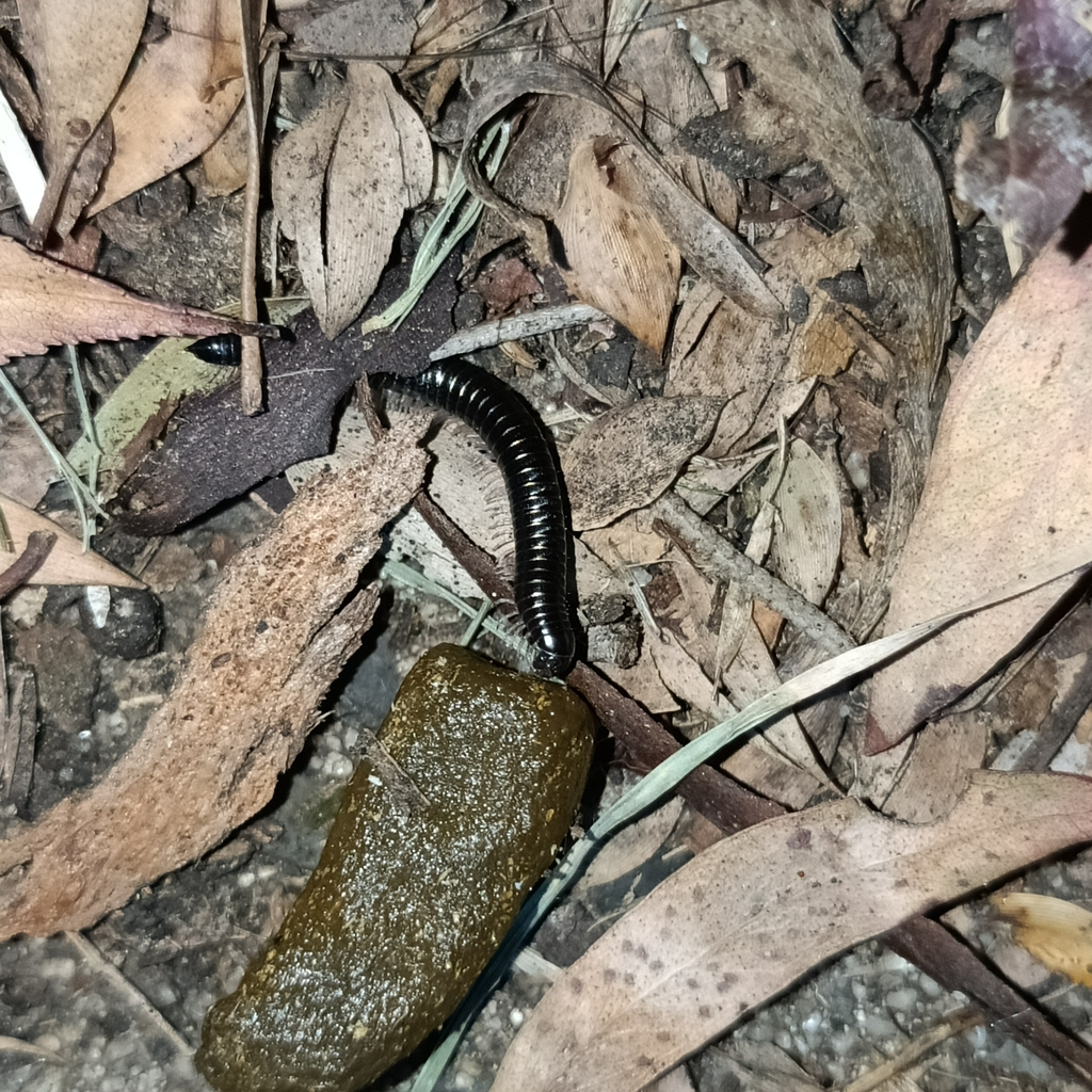 Portuguese Millipede from TBD, Wantirna VIC 3152, Australia on May 2 ...