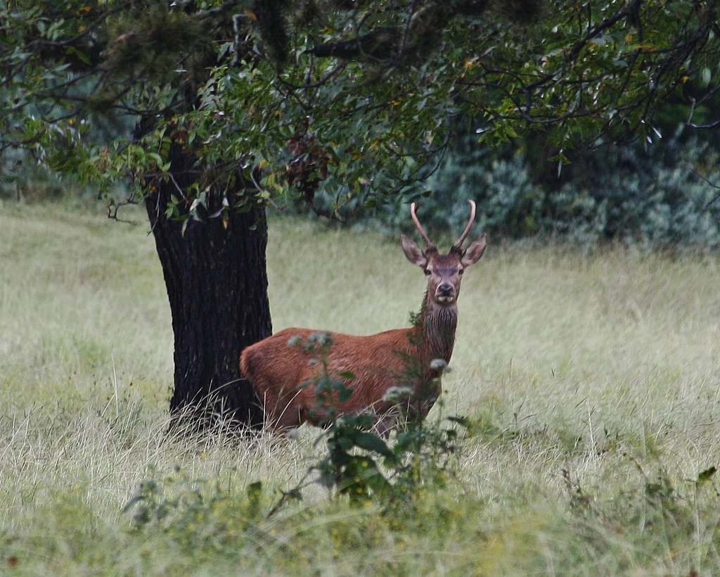 Red Deer from Texas, United States on September 25, 2016 at 04:43 PM by ...