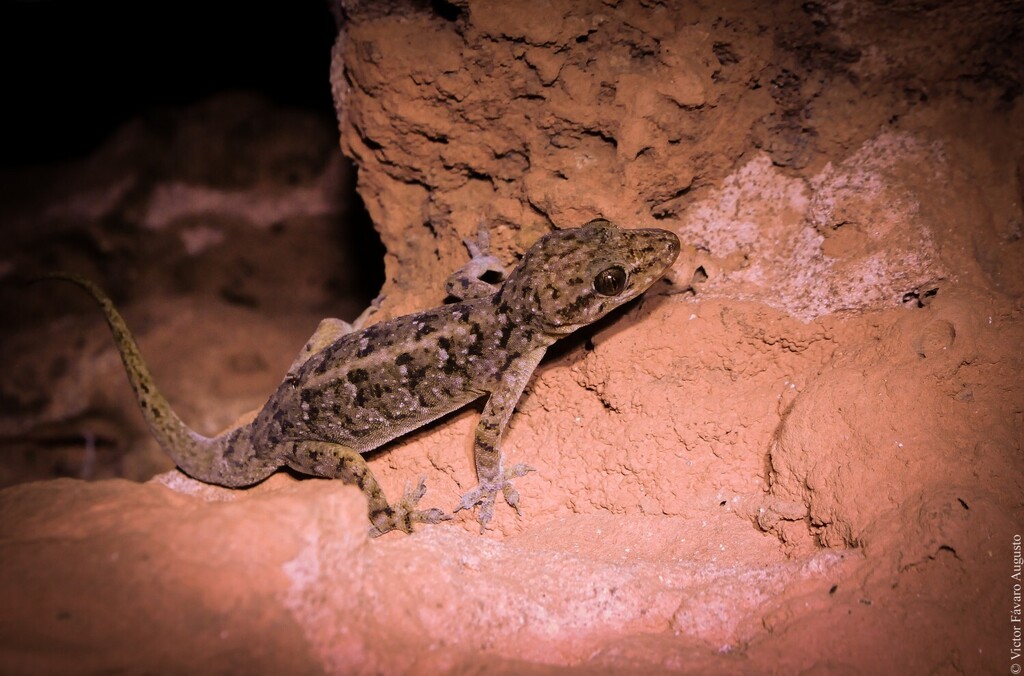 Chaco Robust Gecko from Rio Verde de Mato Grosso, State of Mato Grosso ...
