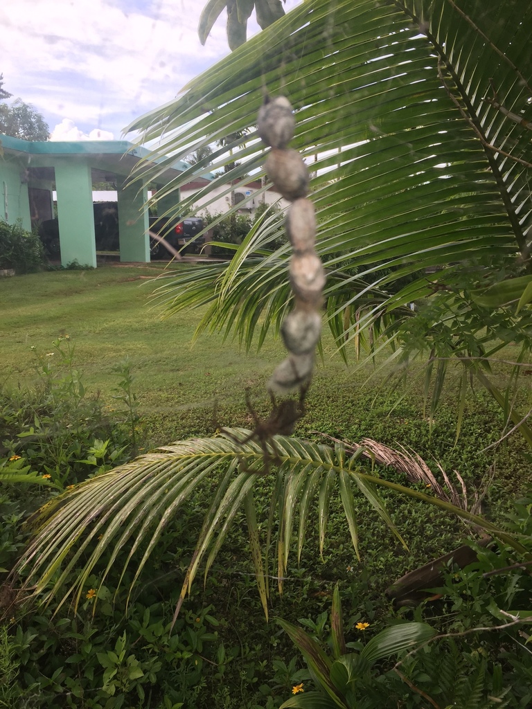 Dome Web Spider from Guam, Yigo, GU, US on August 30, 2019 at 08:51 AM ...