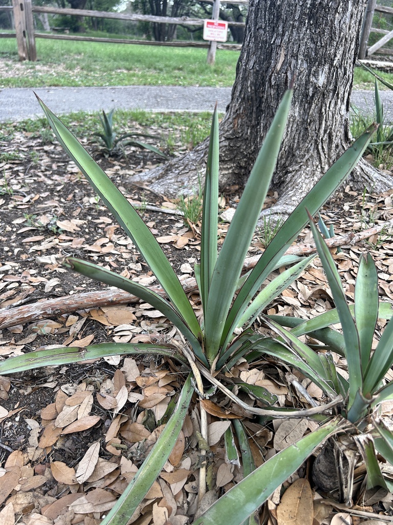 Spanish dagger from Denman Estate Park, San Antonio, TX, US on April 28 ...