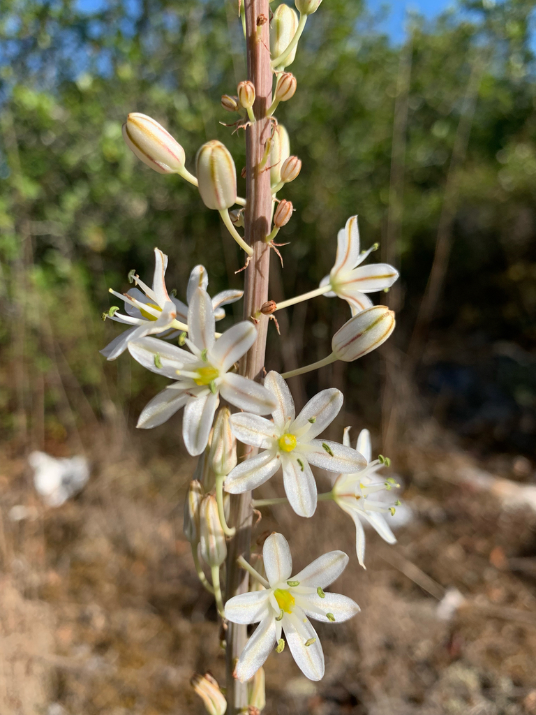 sea squill from Ansião on August 28, 2019 by Dave Kurley · iNaturalist