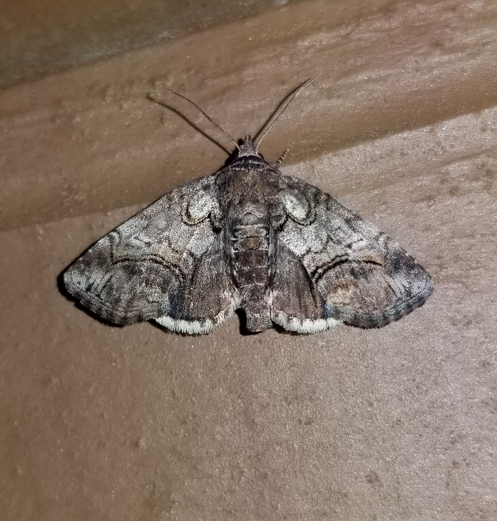 Pygmy Paectes Moth from Fentress County, TN, USA on April 30, 2025 at ...