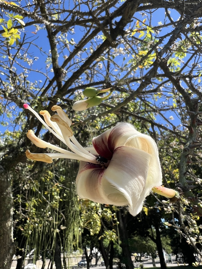 Ceiba erianthos from Aterro do Flamengo, Rio de Janeiro, RJ, BR on May ...