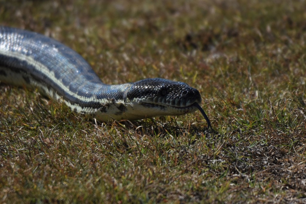 Carpet Python from Brisbane QLD, Australia on August 31, 2019 at 10:37 ...
