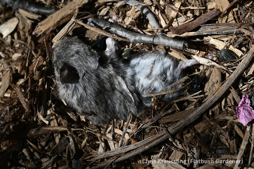 House Mouse from Beverly Square East, New York, United States on April ...