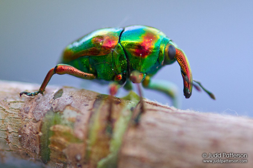 Jewel Weevil from Miami-Dade County, FL, USA on February 21, 2010 at 02 ...