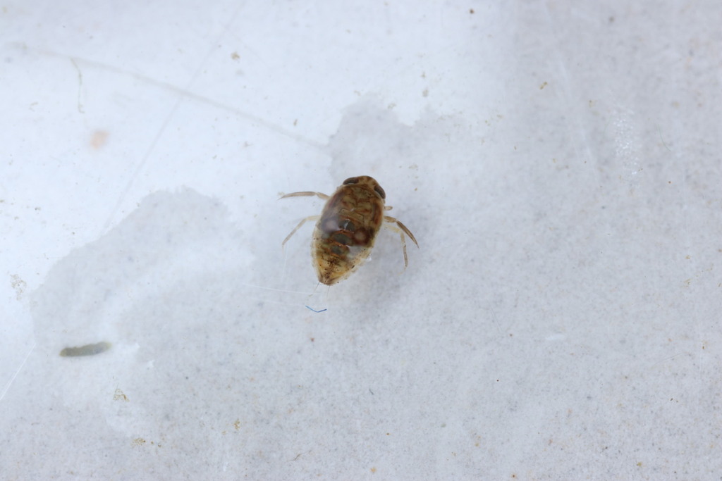 Micronecta from Südoststeiermark, Österreich on April 28, 2025 at 01:30 ...