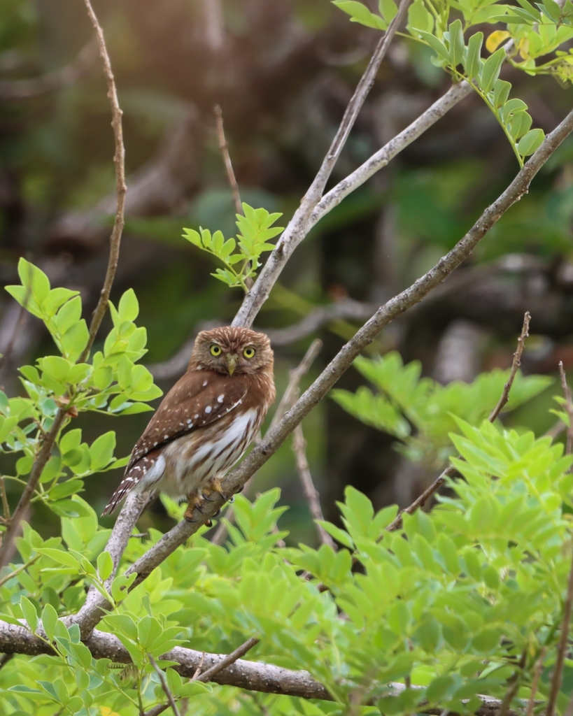 Ferruginous Pygmy-Owl from WPGR+MJ, San José, Mora, Bajo Sardinal ...