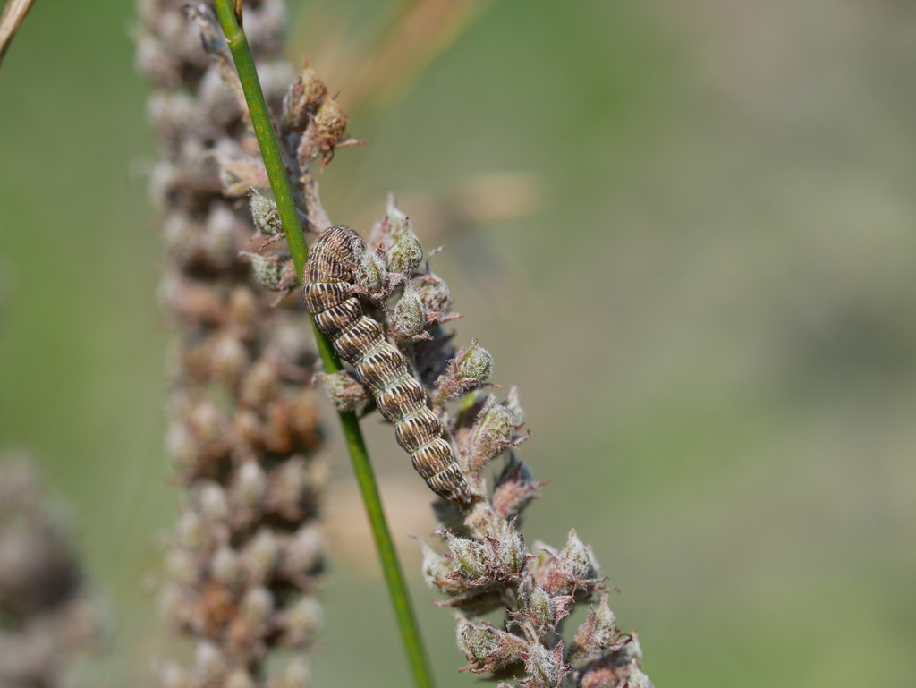 Leadplant Flower Moth in July 2024 by Pilla Family · iNaturalist
