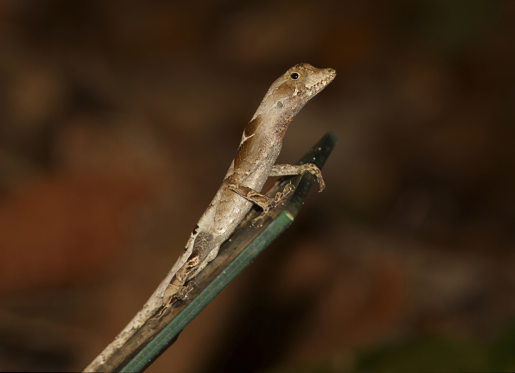 Goldenscale Anole from Museu da Amazônia - MUSA - Av. Margarita, 6305 ...