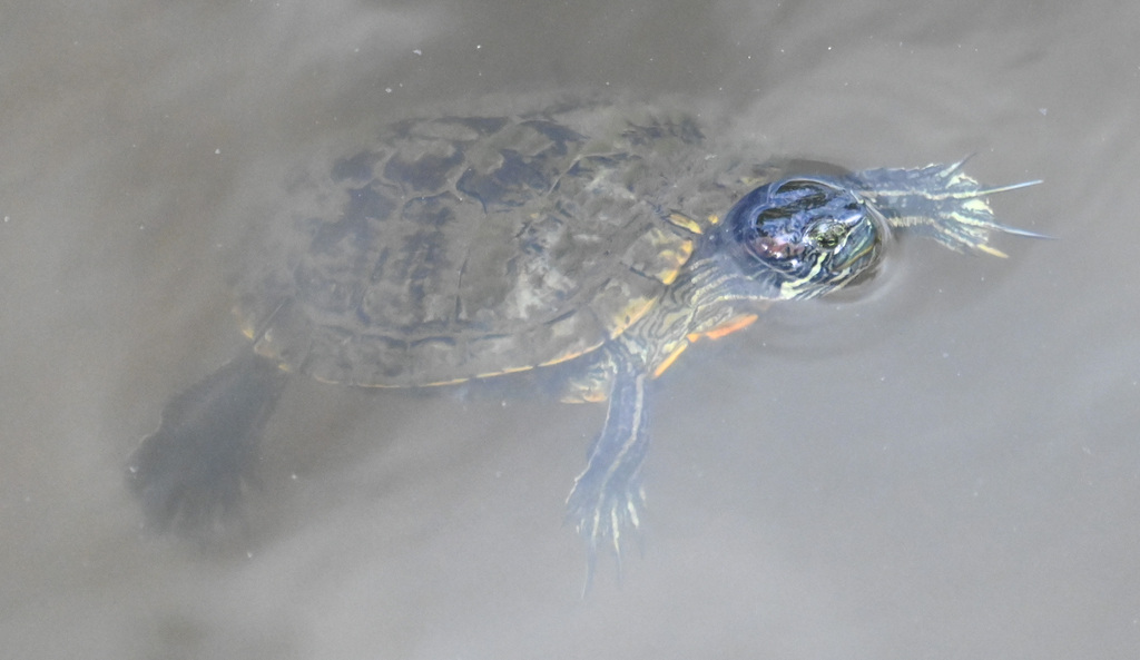 Pond Slider from River Oaks, Fort Lauderdale, FL, USA on May 1, 2025 at ...