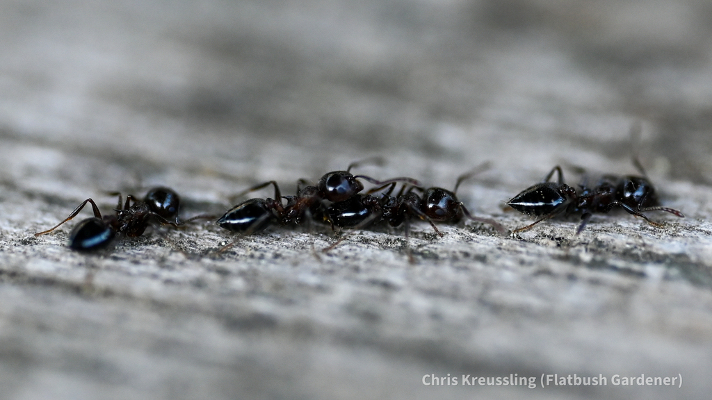 Cherry Acrobat Ant from Beverly Square East, New York, United States on ...