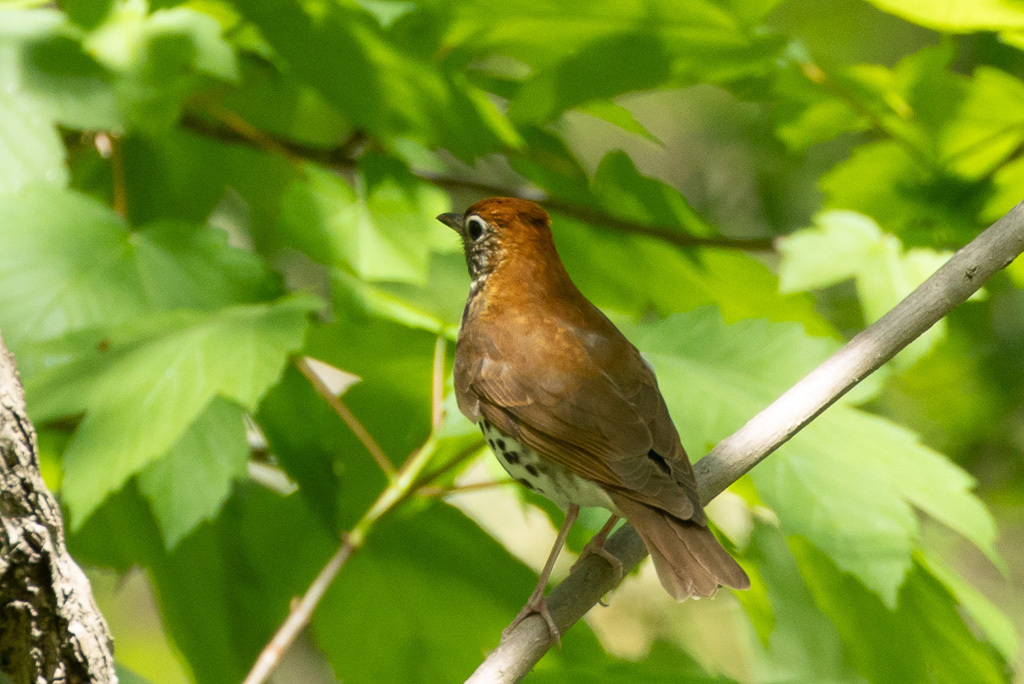 Wood Thrush from Brooklyn, NY, USA on May 1, 2025 at 11:32 AM by Elliotte Rusty Harold · iNaturalist