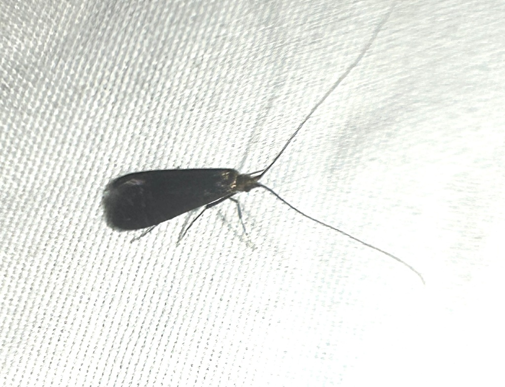 Southern Longhorn Moth from John Litton Farm Hike Loop (Segment A ...