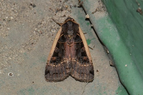 Ochropleura triangularis · NaturaLista Colombia