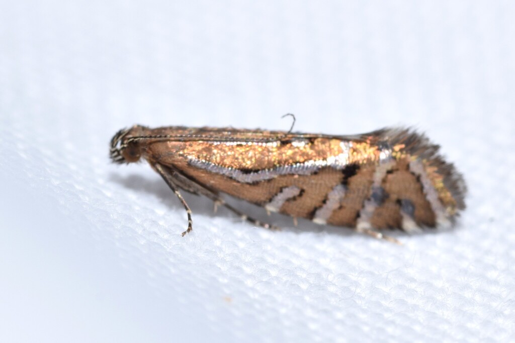 Five-bar Sedge Moth from Queanbeyan NSW, Australia on April 29, 2025 at ...