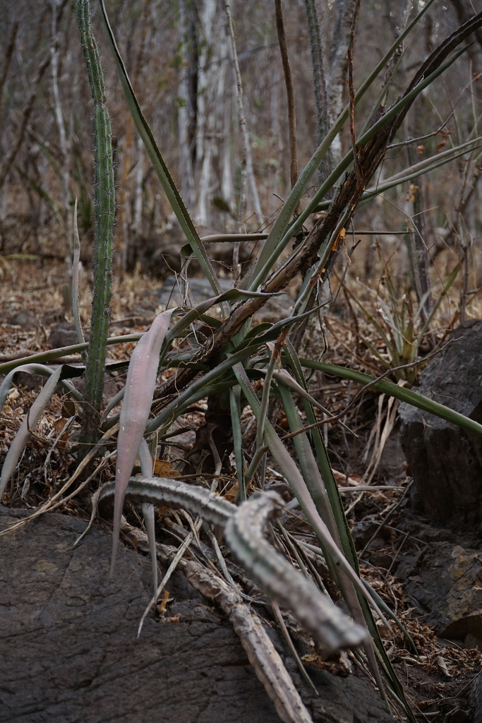 Octopus Cactus in April 2025 by Daniel · iNaturalist