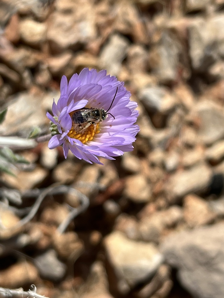 Longhorn Bees from Jean, NV, US on May 1, 2025 at 09:25 AM by Nicholas ...