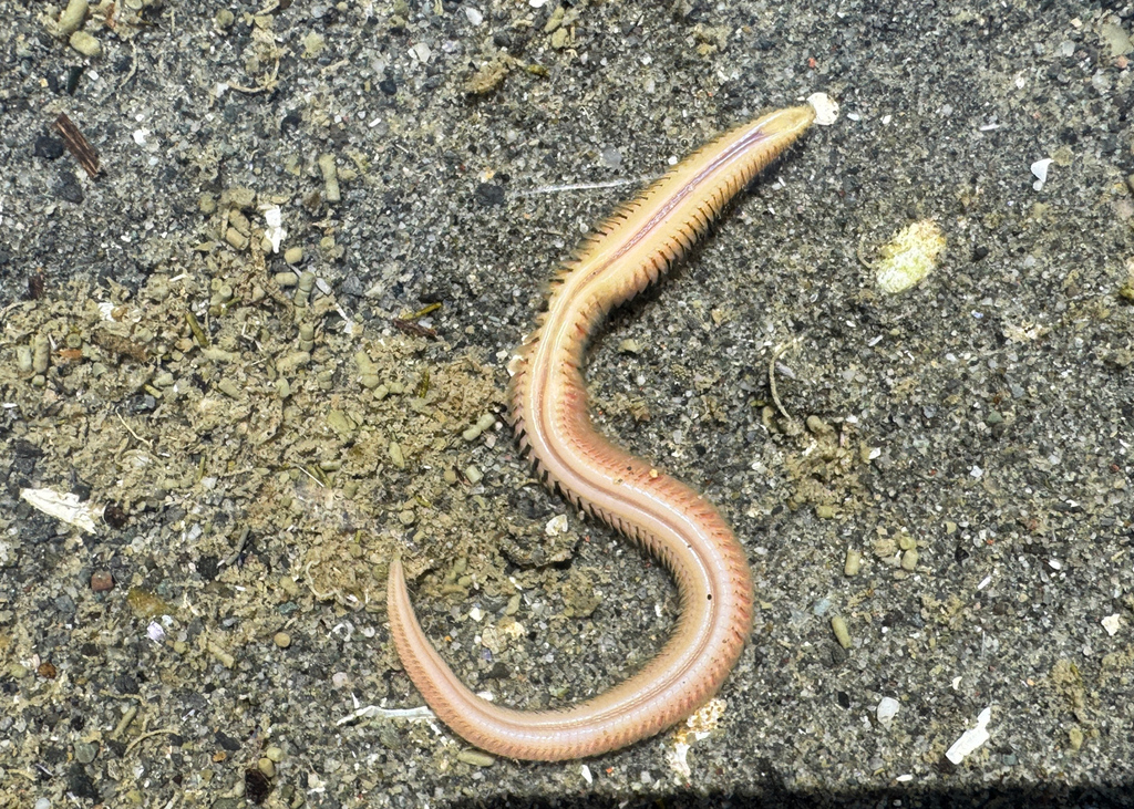 Nephthys's Sand-worms from Coupeville, WA 98239, USA on May 2, 2025 at ...