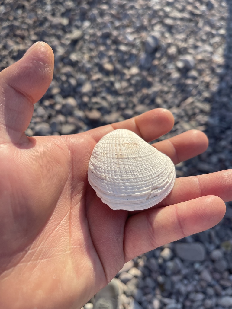 Wavy Chione from Loreto, MX-BS, MX on April 28, 2025 at 05:45 PM by ...