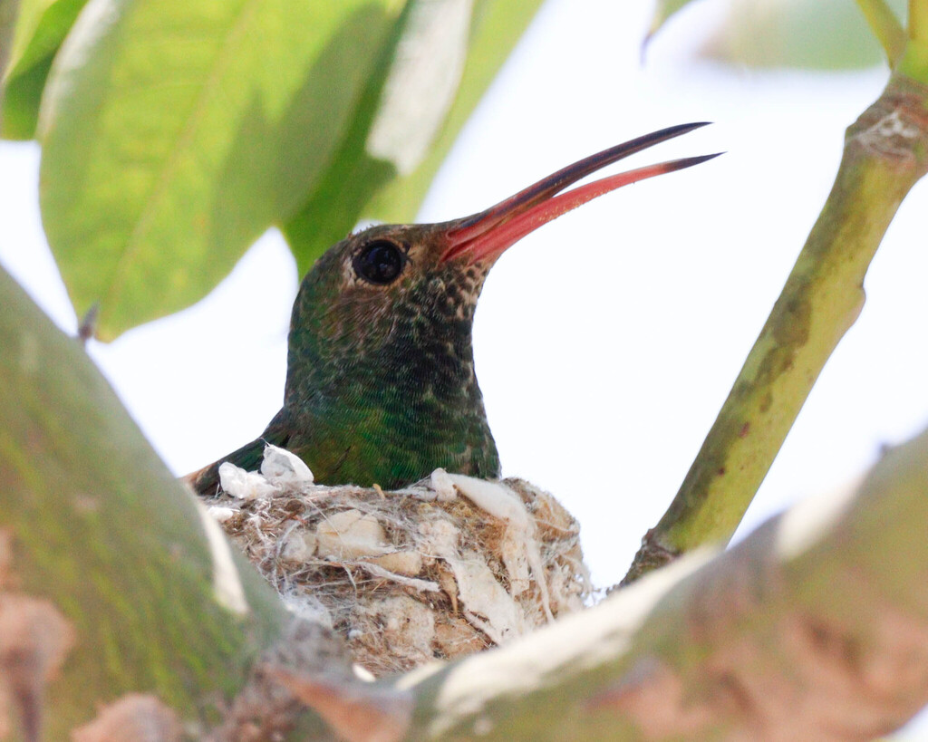 Colibrí Vientre Canelo desde Boca del Río, Ver., México el 27 de abril ...