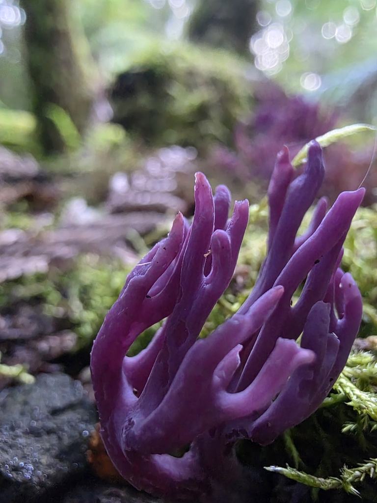 violet coral fungus in May 2025 by Nico · iNaturalist