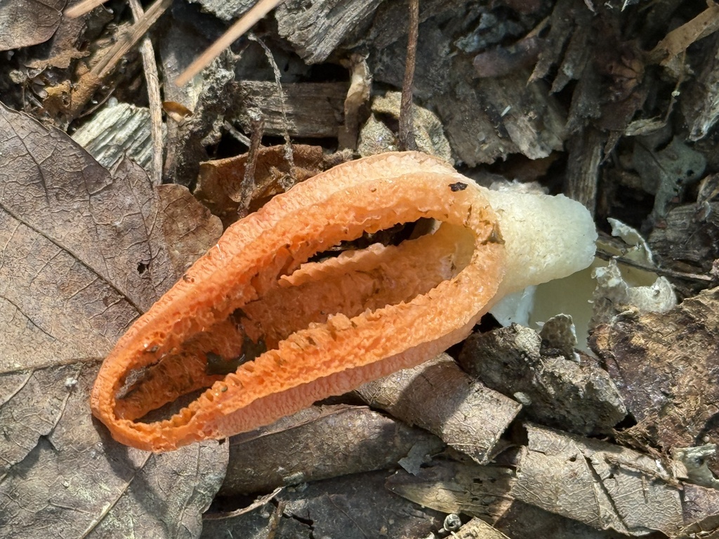 stinky squid from W Woodridge Dr, Durham, NC, US on May 03, 2025 at 09: ...